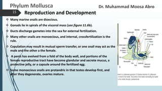 Phylum Mollusca, Class Gastropoda, Torsion, Locomotion, Digestion ...