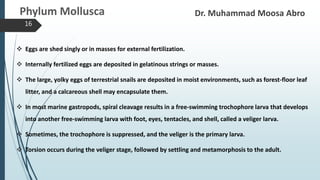 Phylum Mollusca, Class Gastropoda, Torsion, Locomotion, Digestion ...