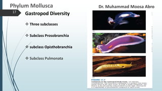 Phylum Mollusca, Class Gastropoda, Torsion, Locomotion, Digestion ...