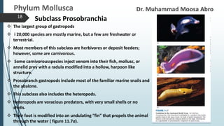 Phylum Mollusca, Class Gastropoda, Torsion, Locomotion, Digestion ...