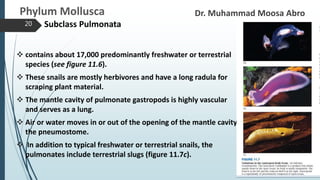 Phylum Mollusca, Class Gastropoda, Torsion, Locomotion, Digestion ...
