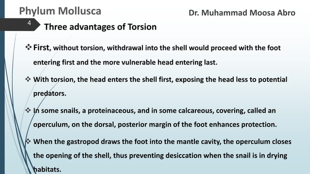 Phylum Mollusca, Class Gastropoda, Torsion, Locomotion, Digestion ...