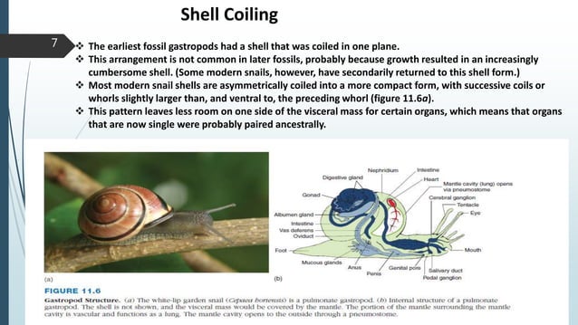 Phylum Mollusca, Class Gastropoda, Torsion, Locomotion, Digestion ...