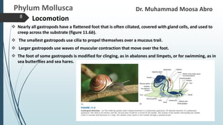 Phylum Mollusca, Class Gastropoda, Torsion, Locomotion, Digestion ...