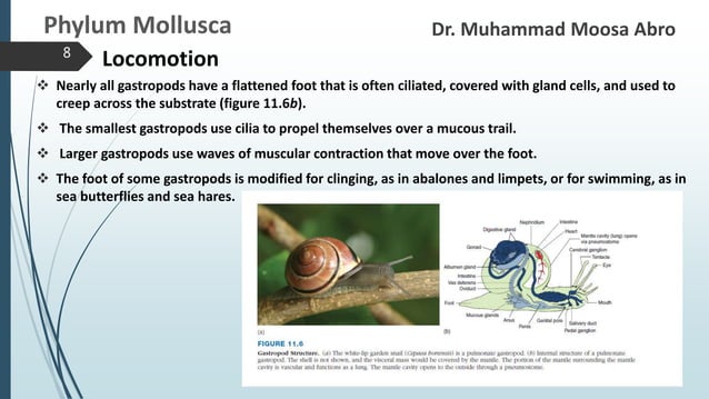 Phylum Mollusca, Class Gastropoda, Torsion, Locomotion, Digestion ...