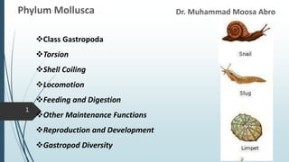 Gastropoda