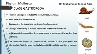 Mollusca Gastropoda