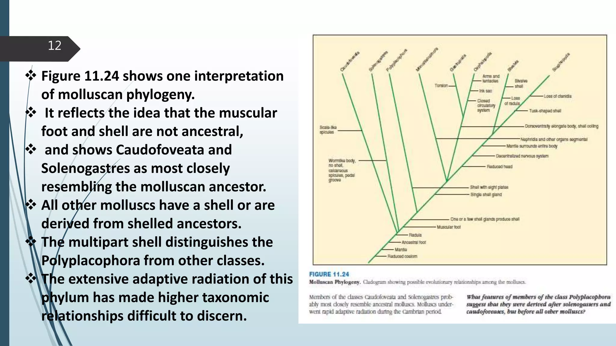 Phylum Mollusca, Class Polyplacophora, Class Monoplacophora ...
