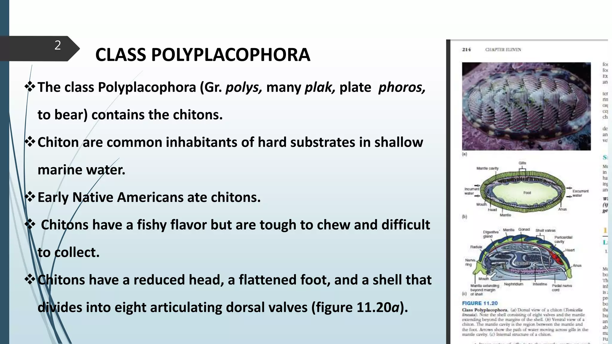 Phylum Mollusca, Class Polyplacophora, Class Monoplacophora ...