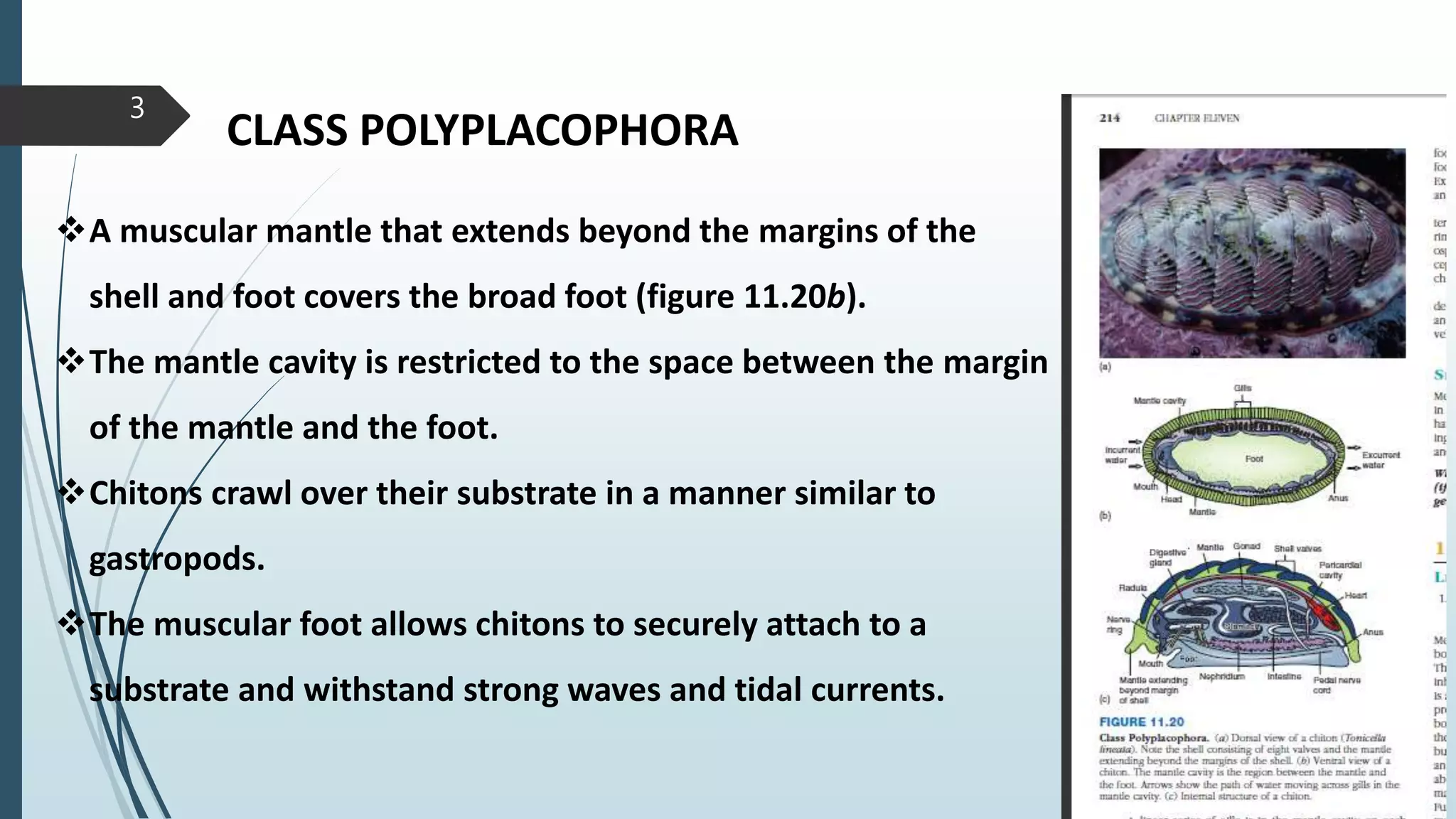 Phylum Mollusca, Class Polyplacophora, Class Monoplacophora ...