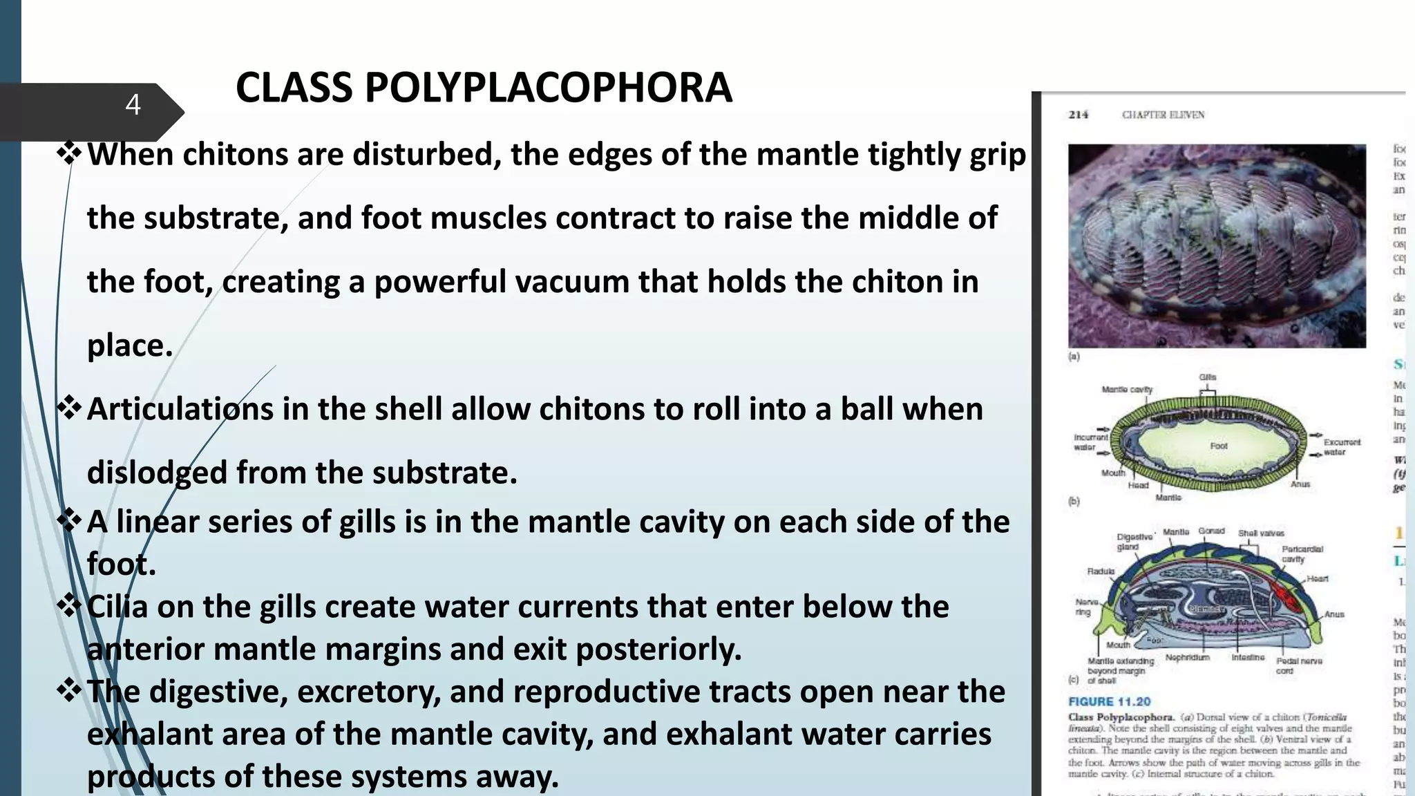 Phylum Mollusca, Class Polyplacophora, Class Monoplacophora ...