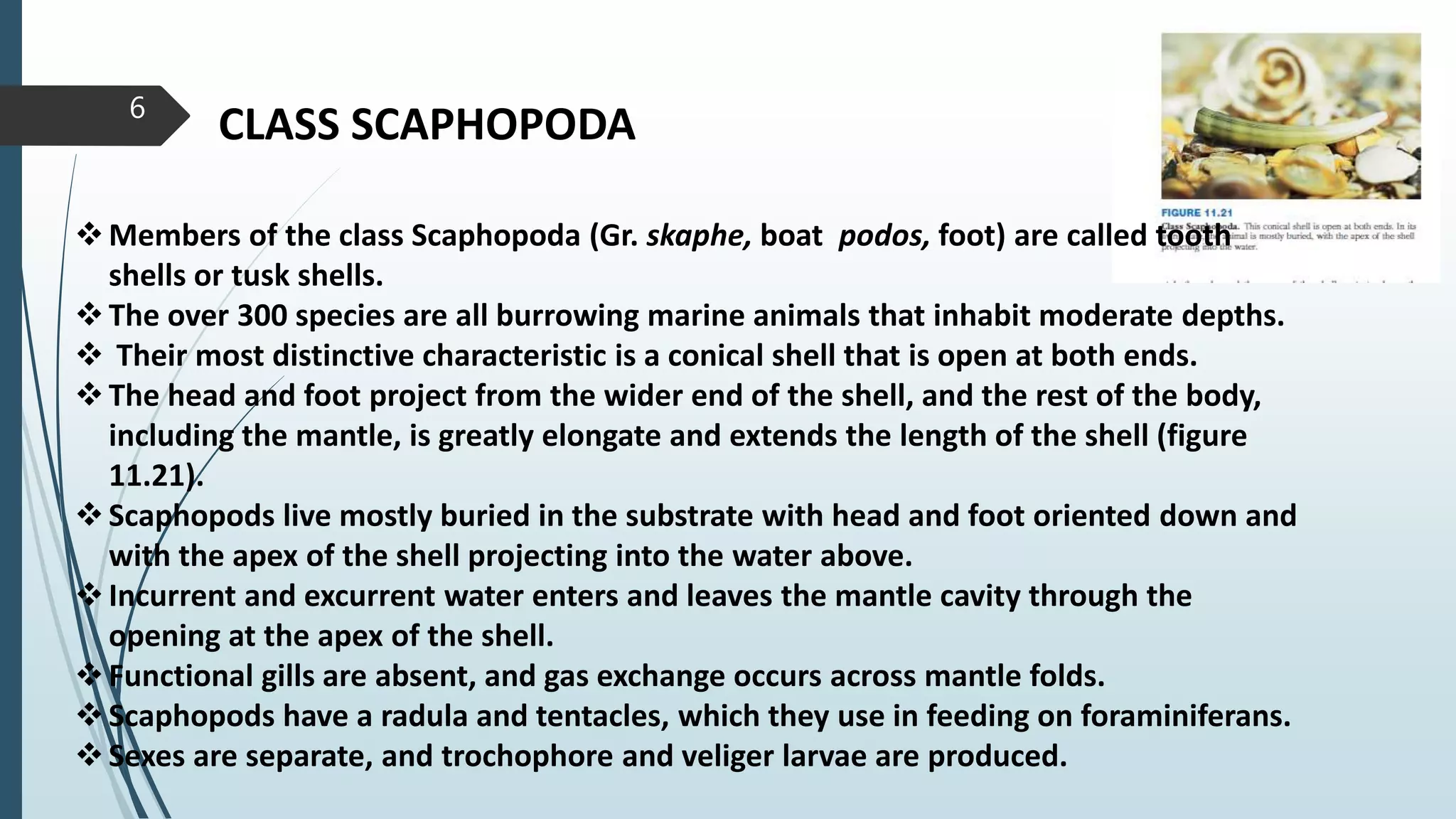 Phylum Mollusca, Class Polyplacophora, Class Monoplacophora ...