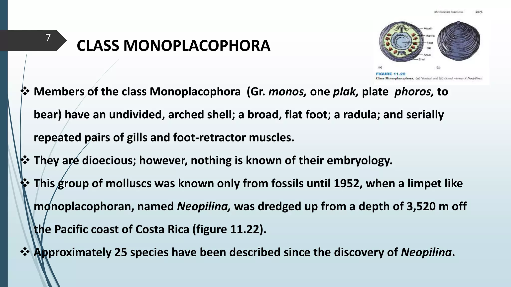 Phylum Mollusca, Class Polyplacophora, Class Monoplacophora ...