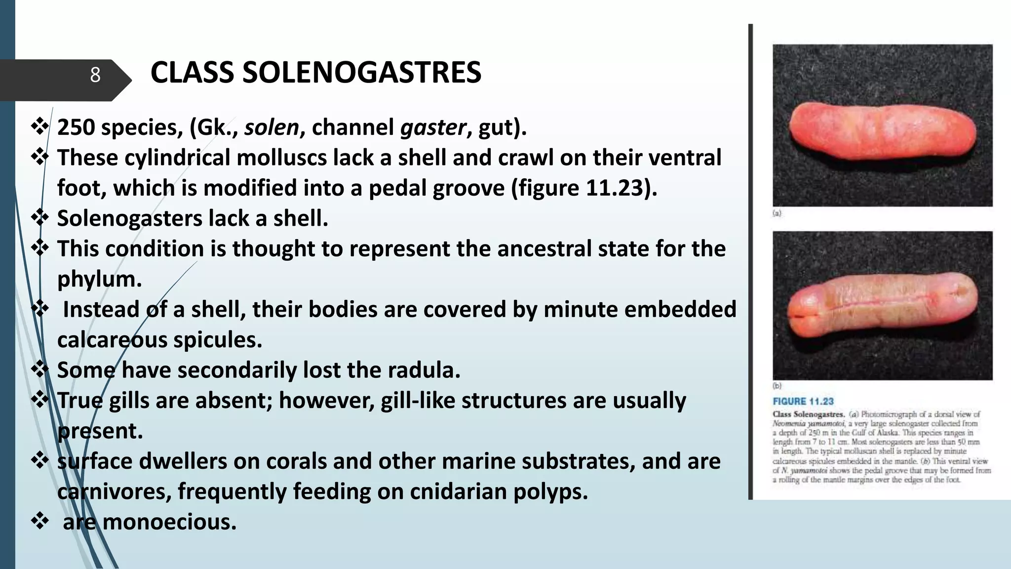 Phylum Mollusca, Class Polyplacophora, Class Monoplacophora ...