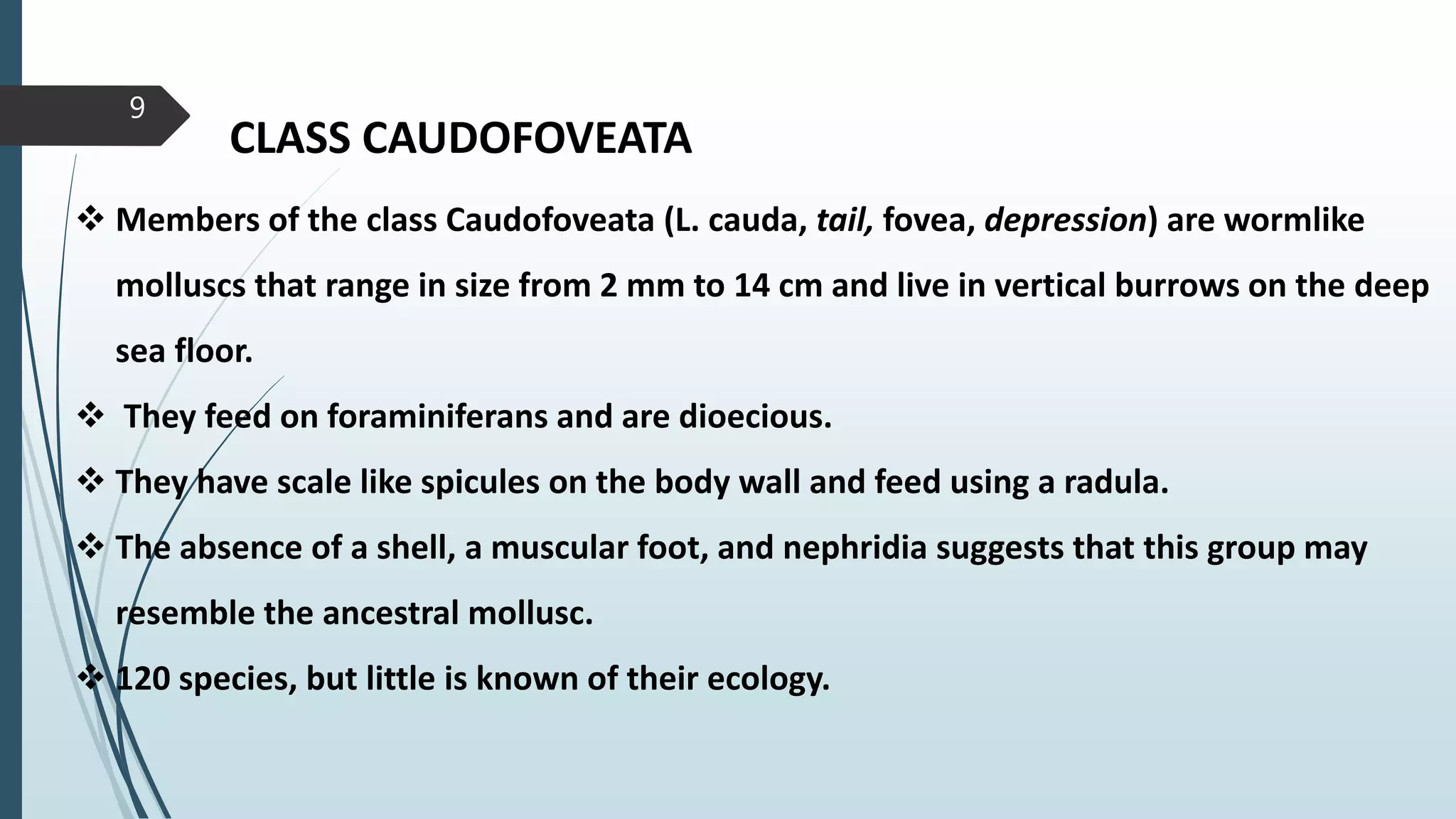 Phylum Mollusca, Class Polyplacophora, Class Monoplacophora ...