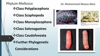 Phylum Mollusca, Class Polyplacophora, Class Monoplacophora ...