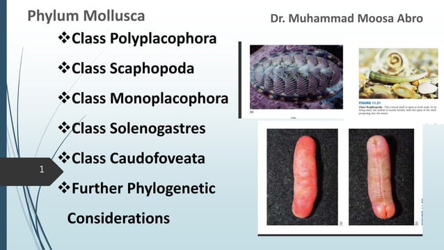 Phylum Mollusca, Class Polyplacophora, Class Monoplacophora ...