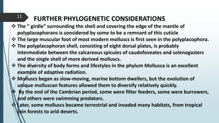 Phylum Mollusca, Class Polyplacophora, Class Monoplacophora ...