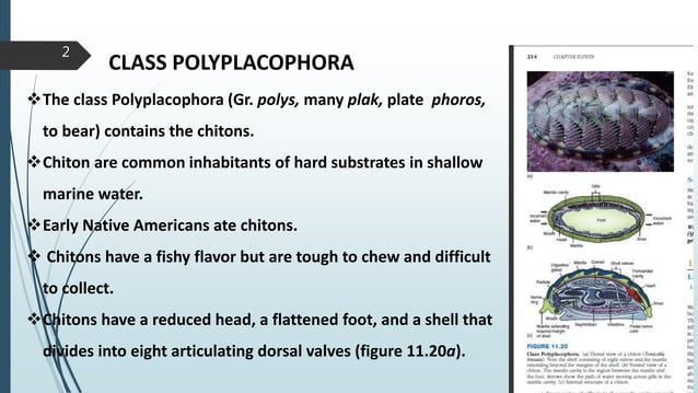 Phylum Mollusca, Class Polyplacophora, Class Monoplacophora, Phylogenetic consideration.pptx