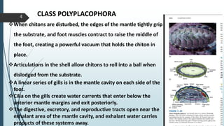 Phylum Mollusca, Class Polyplacophora, Class Monoplacophora ...