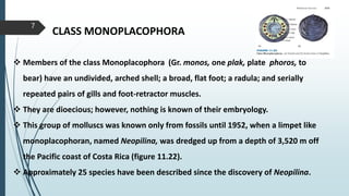 Phylum Mollusca, Class Polyplacophora, Class Monoplacophora ...