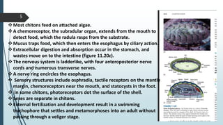 Phylum Mollusca Class Polyplacophora