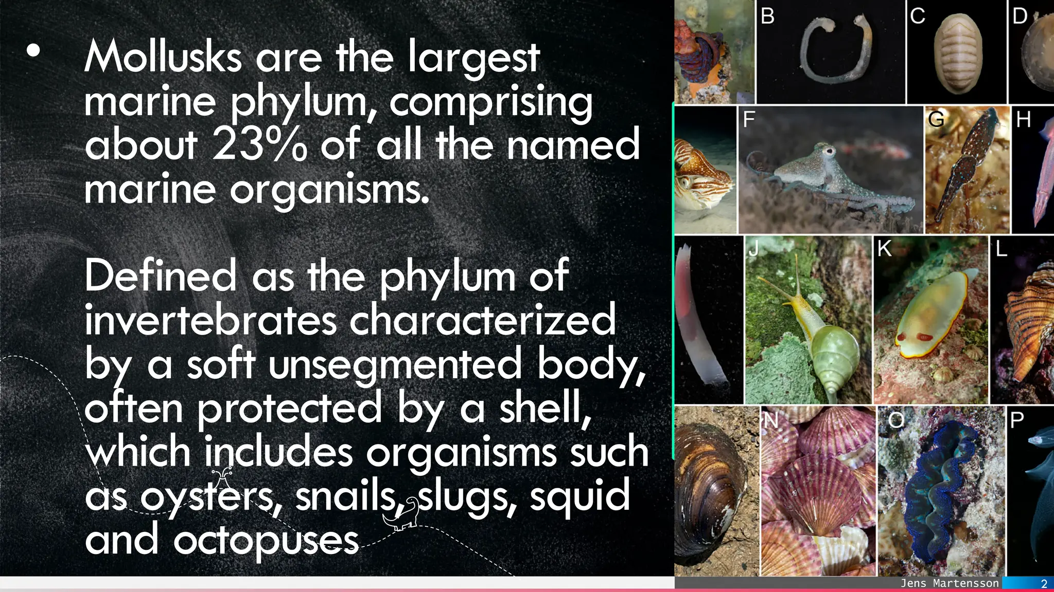 phylum mollusca for study of science this is a part of 9 phylum | PPTX