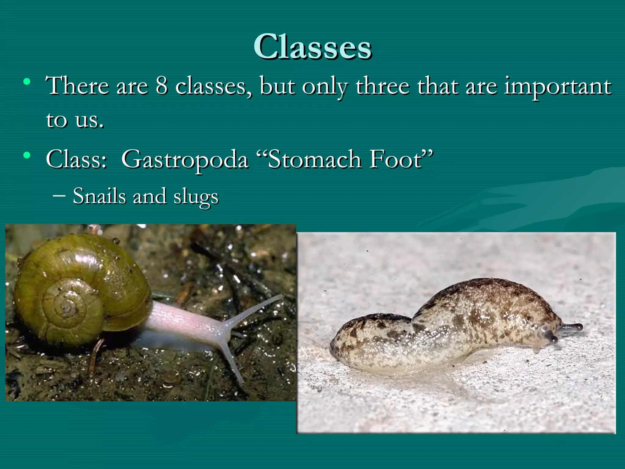Phylum Mollusca Intro Notes | PPT