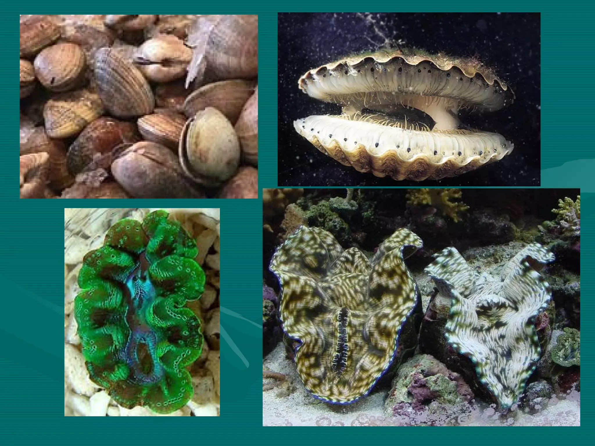 Phylum Mollusca Intro Notes | PPT