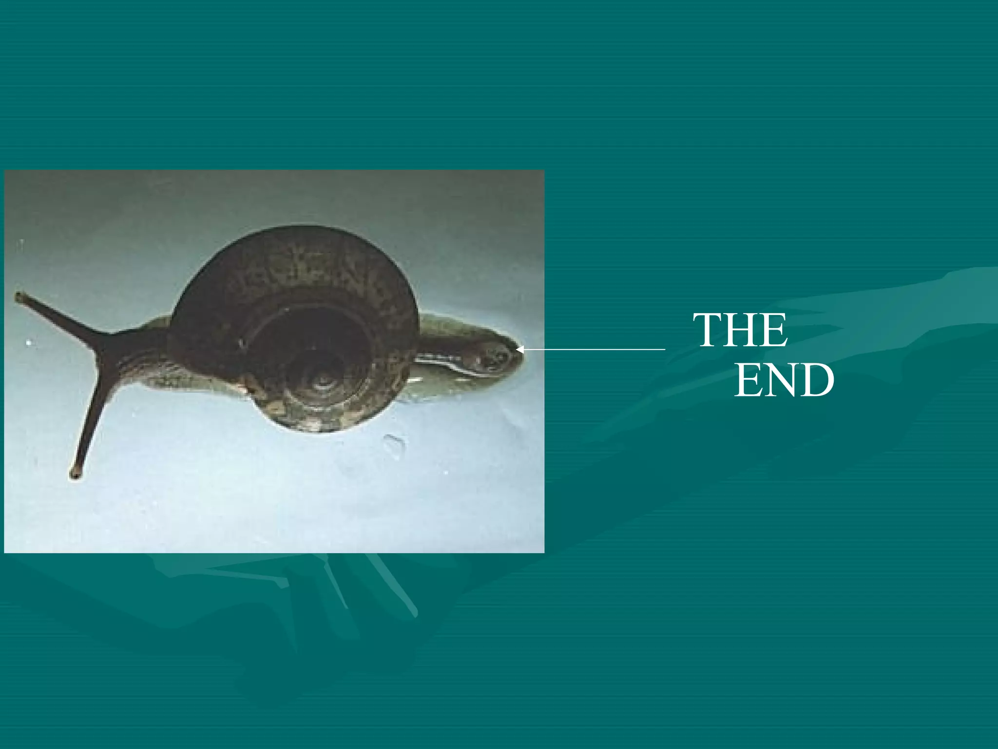 Phylum Mollusca Intro Notes | PPT