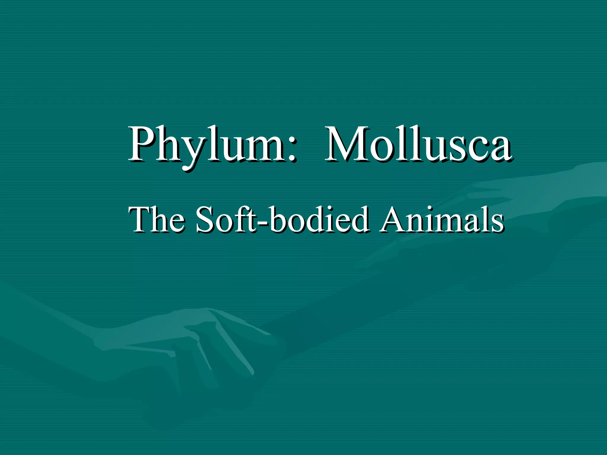 Phylum Mollusca Intro Notes | PPT