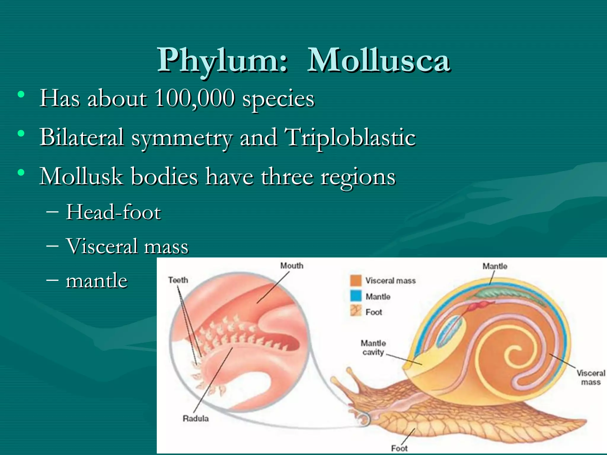 Phylum Mollusca Intro Notes | PPT