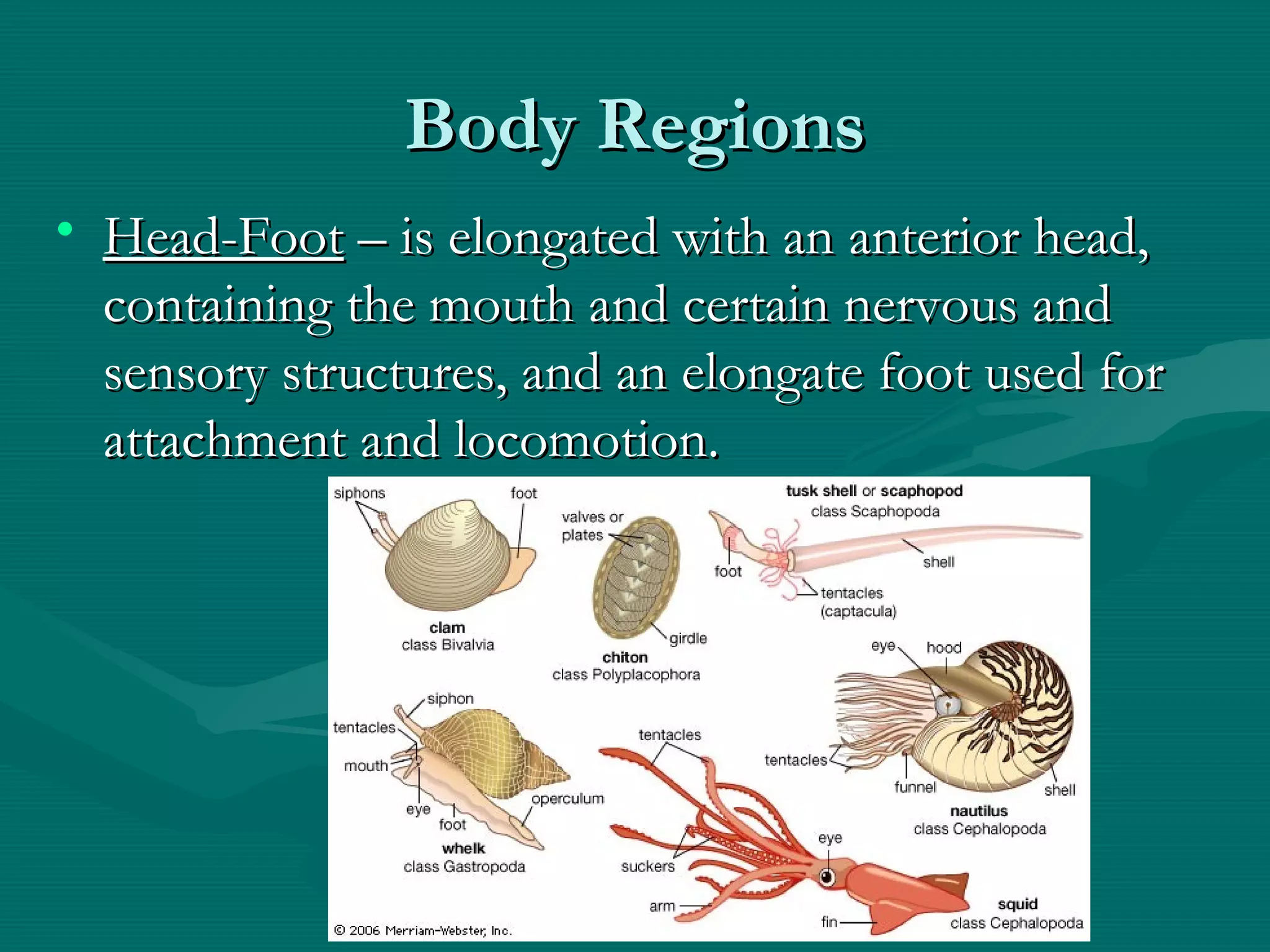Phylum Mollusca Intro Notes | PPT