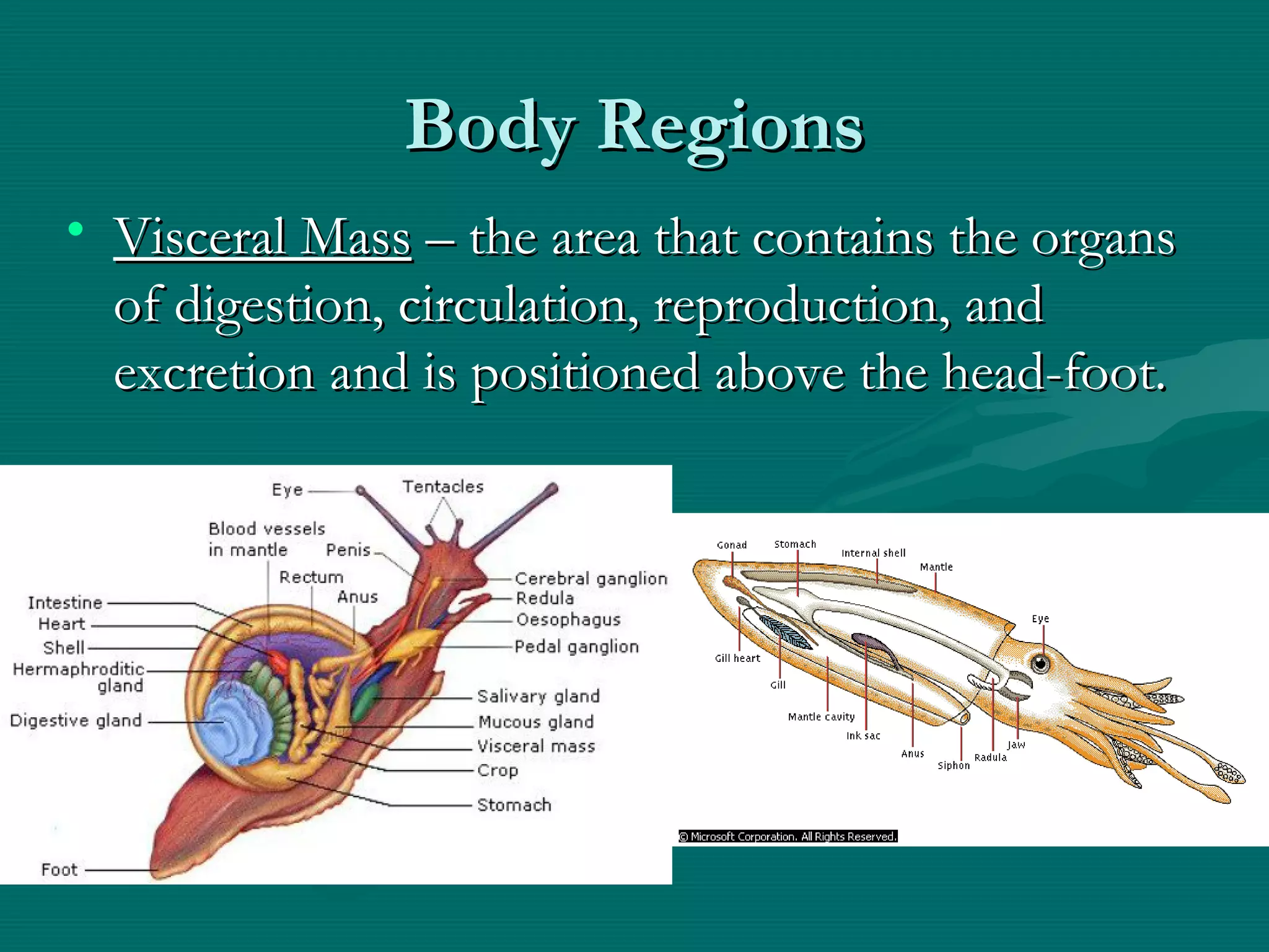Phylum Mollusca Intro Notes | PPT