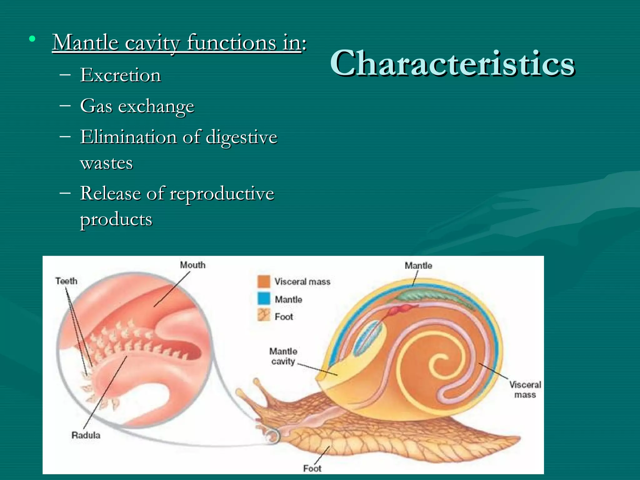 Phylum Mollusca Intro Notes | PPT