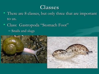 Phylum Mollusca Intro Notes | PPT