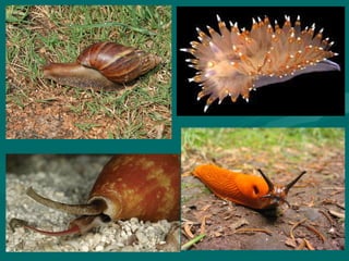 Phylum Mollusca Intro Notes | PPT