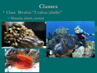 Phylum Mollusca Intro Notes | PPT