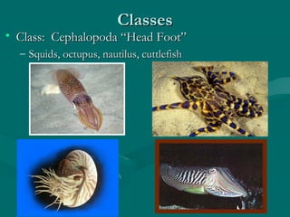 Phylum Mollusca Intro Notes | PPT