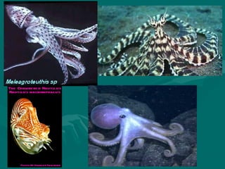 Phylum Mollusca Intro Notes | PPT