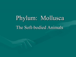 Phylum Mollusca Intro Notes | PPT