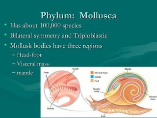 Phylum Mollusca Intro Notes | PPT