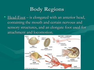 Phylum Mollusca Intro Notes | PPT