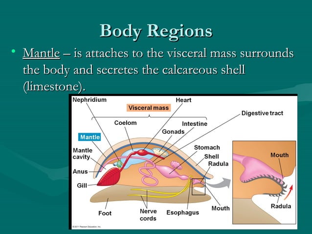 Phylum Mollusca Intro Notes | PPT