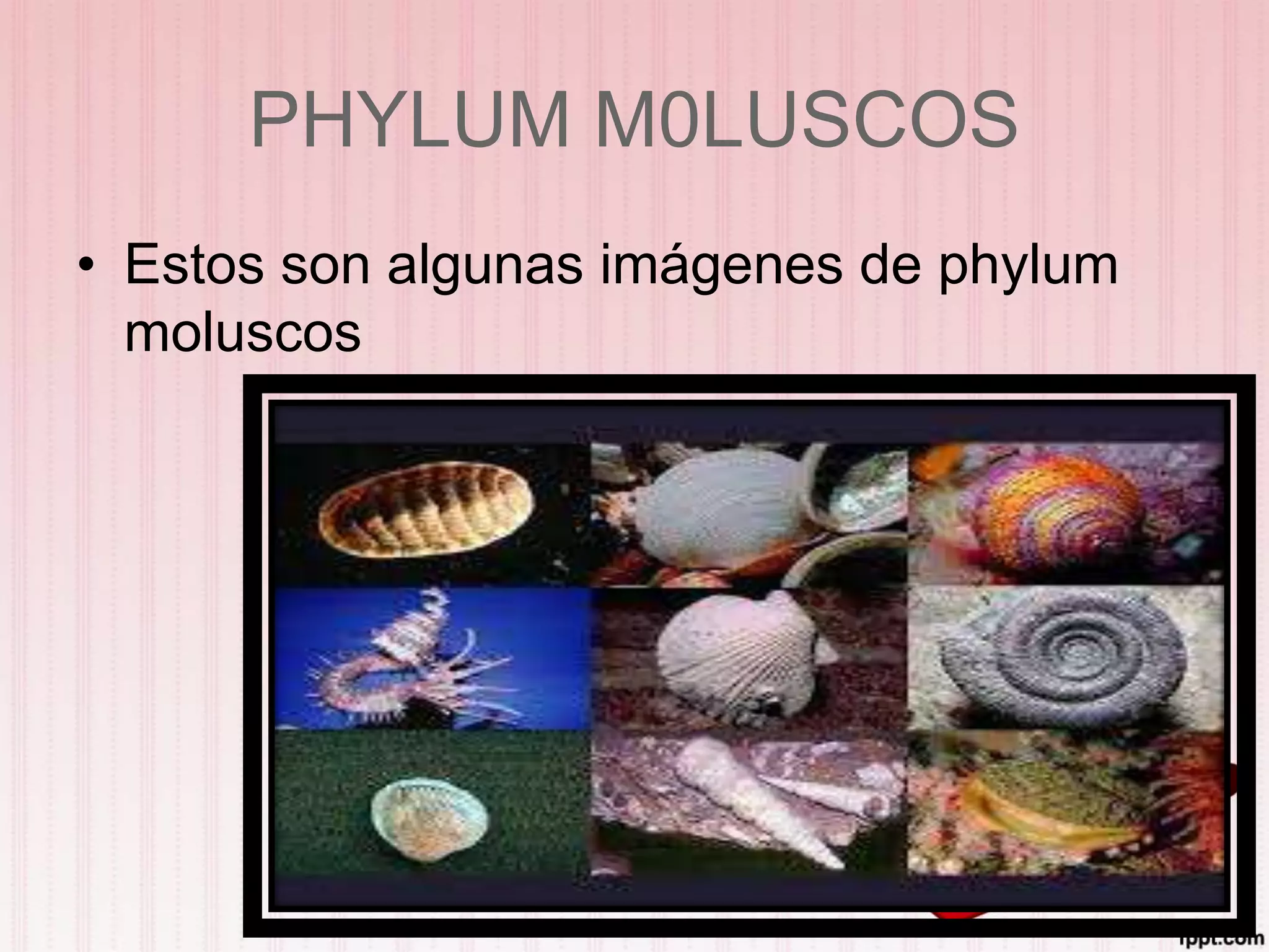 Phylum moluscos | PPT