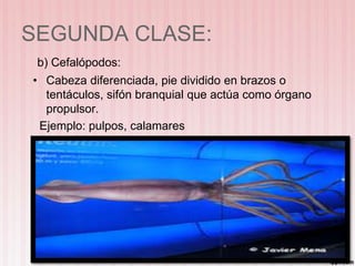 Phylum moluscos | PPTX