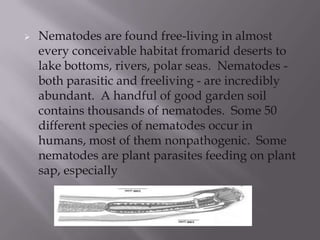 Phylum nemathelmithes | PPTX