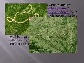 Phylum nemathelmithes | PPTX