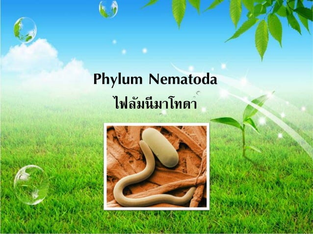 ไฟลัมนีมาโทดา(Phylum Nematoda) | PPTX