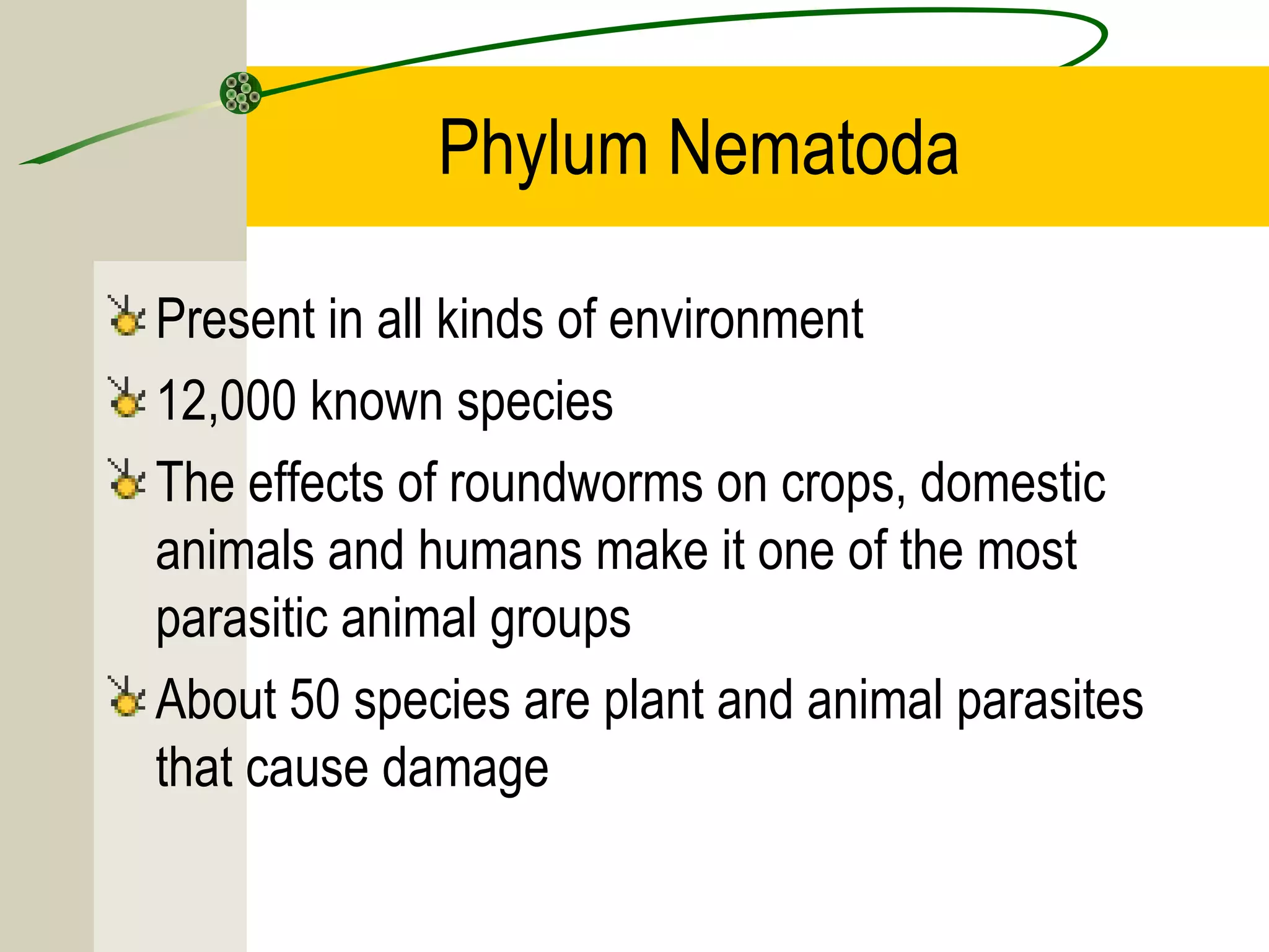 Phylum nematoda (1) | PPT